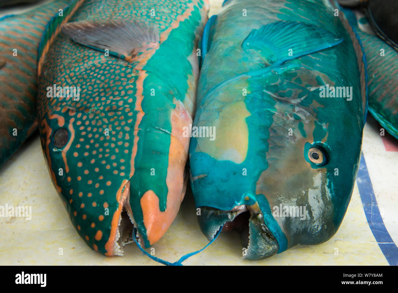 Fiji fish market hi-res stock photography and images - Alamy