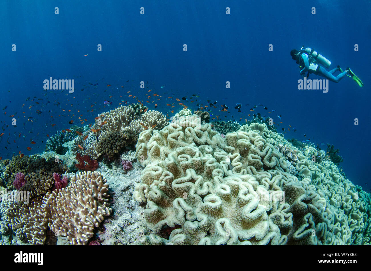 Fiji fish coral hi-res stock photography and images - Alamy