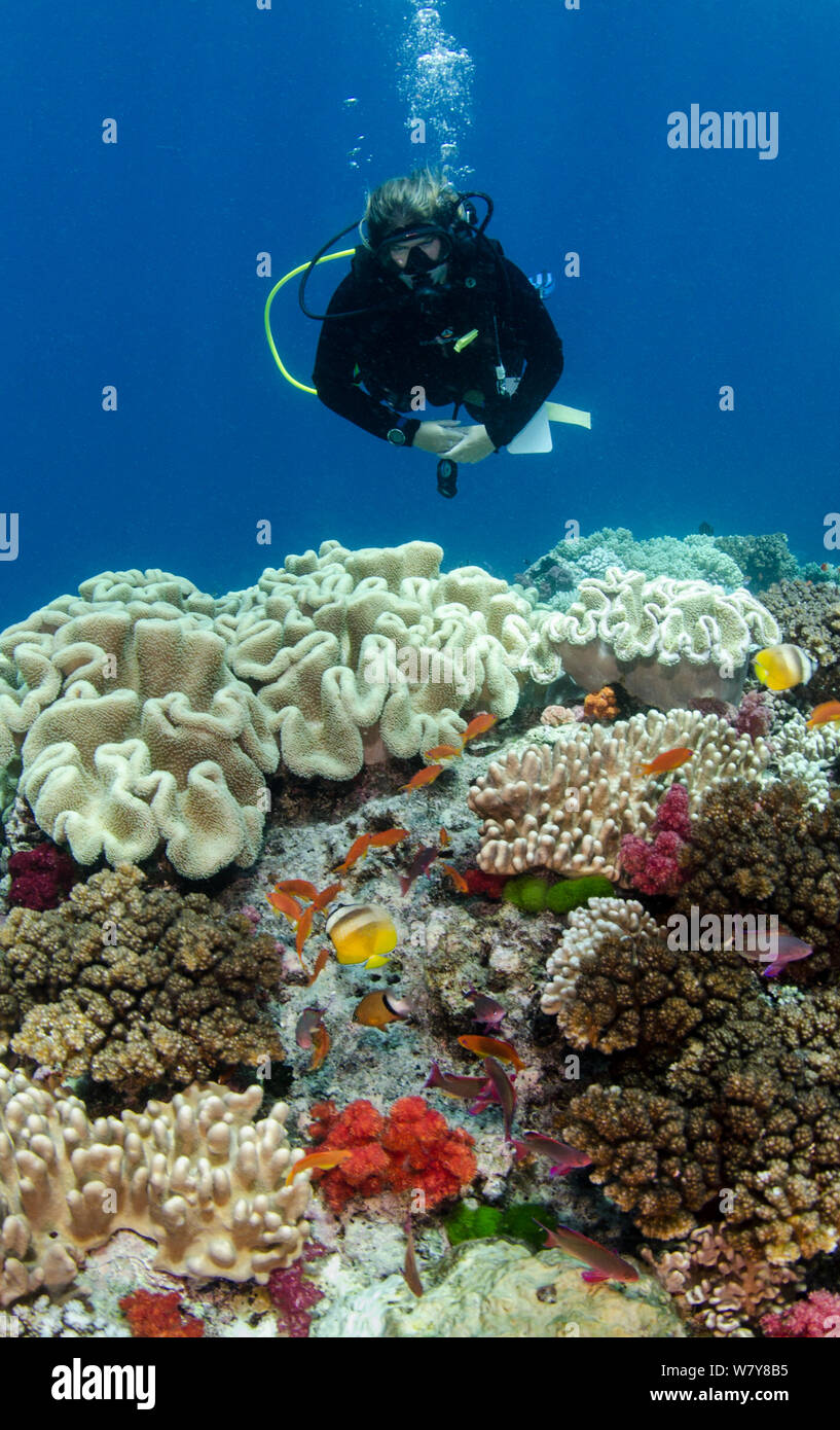 Fiji fish coral hi-res stock photography and images - Alamy