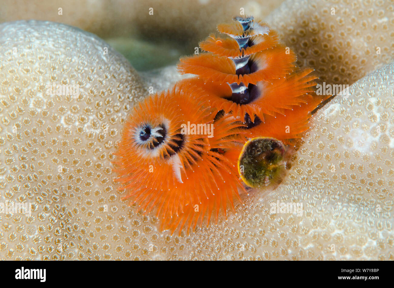 Christmas tree worm (Spirobranchus sp) Fiji, South Pacific Stock Photo ...