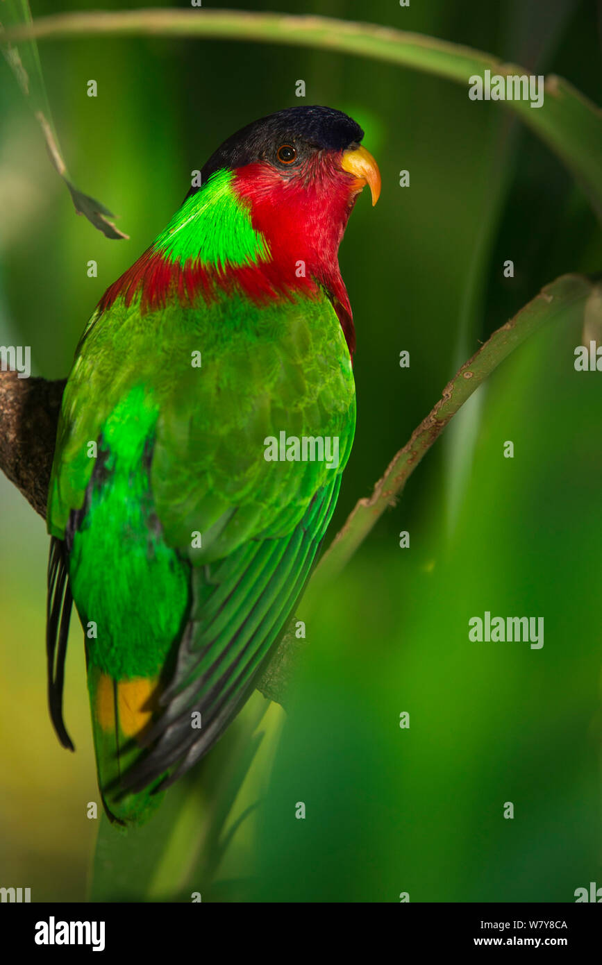 Birds of fiji hi-res stock photography and images - Alamy