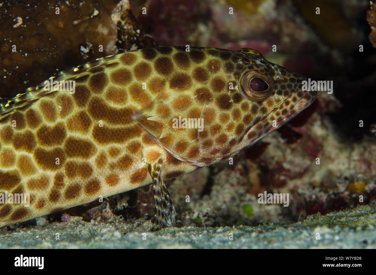 Honeycomb grouper (Epinephelus merra) Rainbow Reef, Fiji, South Pacific ...