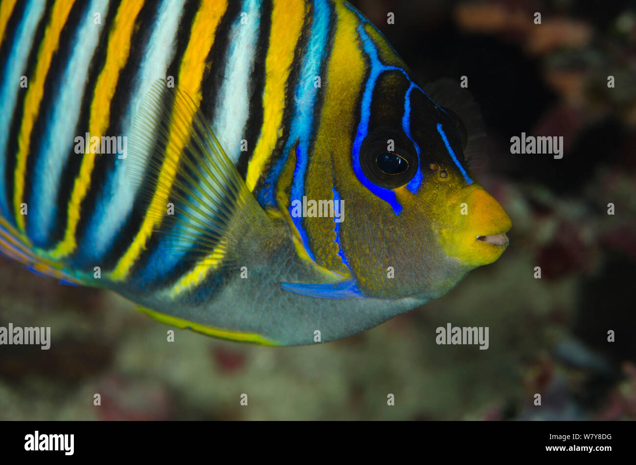 Regal angelfish (Pygoplites diacanthus) Rainbow Reef, Fiji, South ...