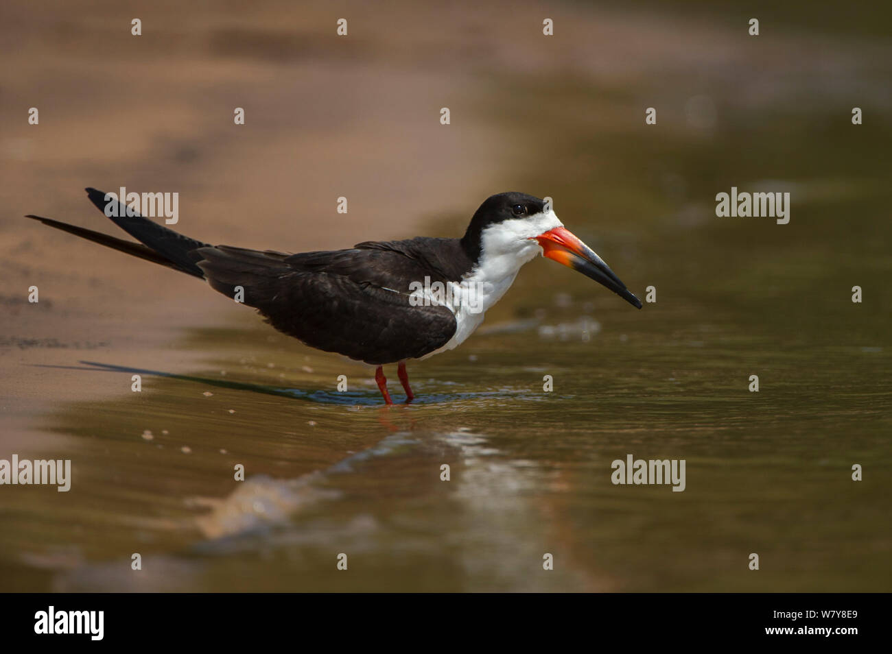 Black skimmer (Rynchops niger) at edge of water. Northern Pantanal ...