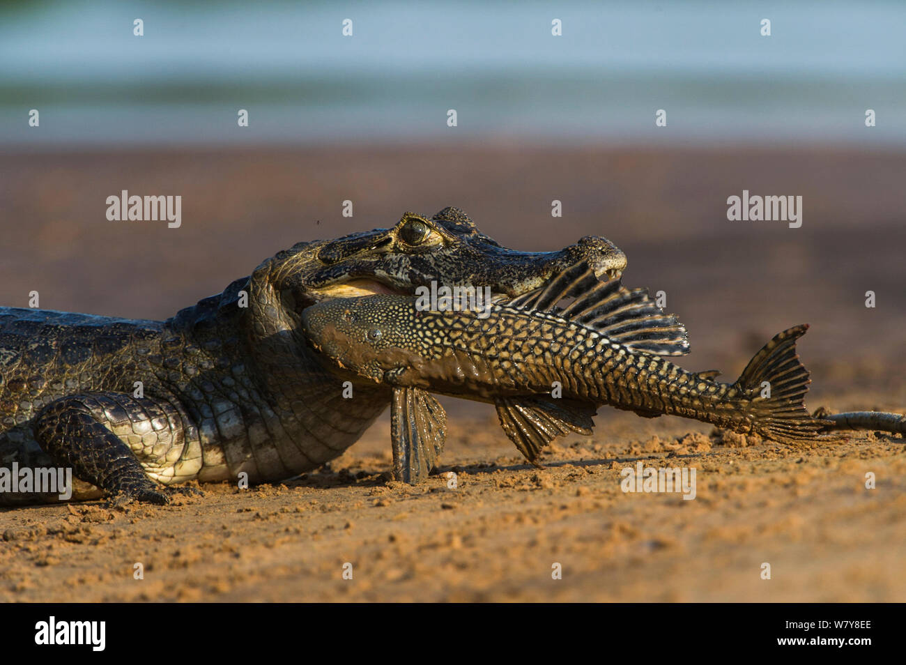 Jacare caiman crocodilus yacare hi-res stock photography and images - Alamy