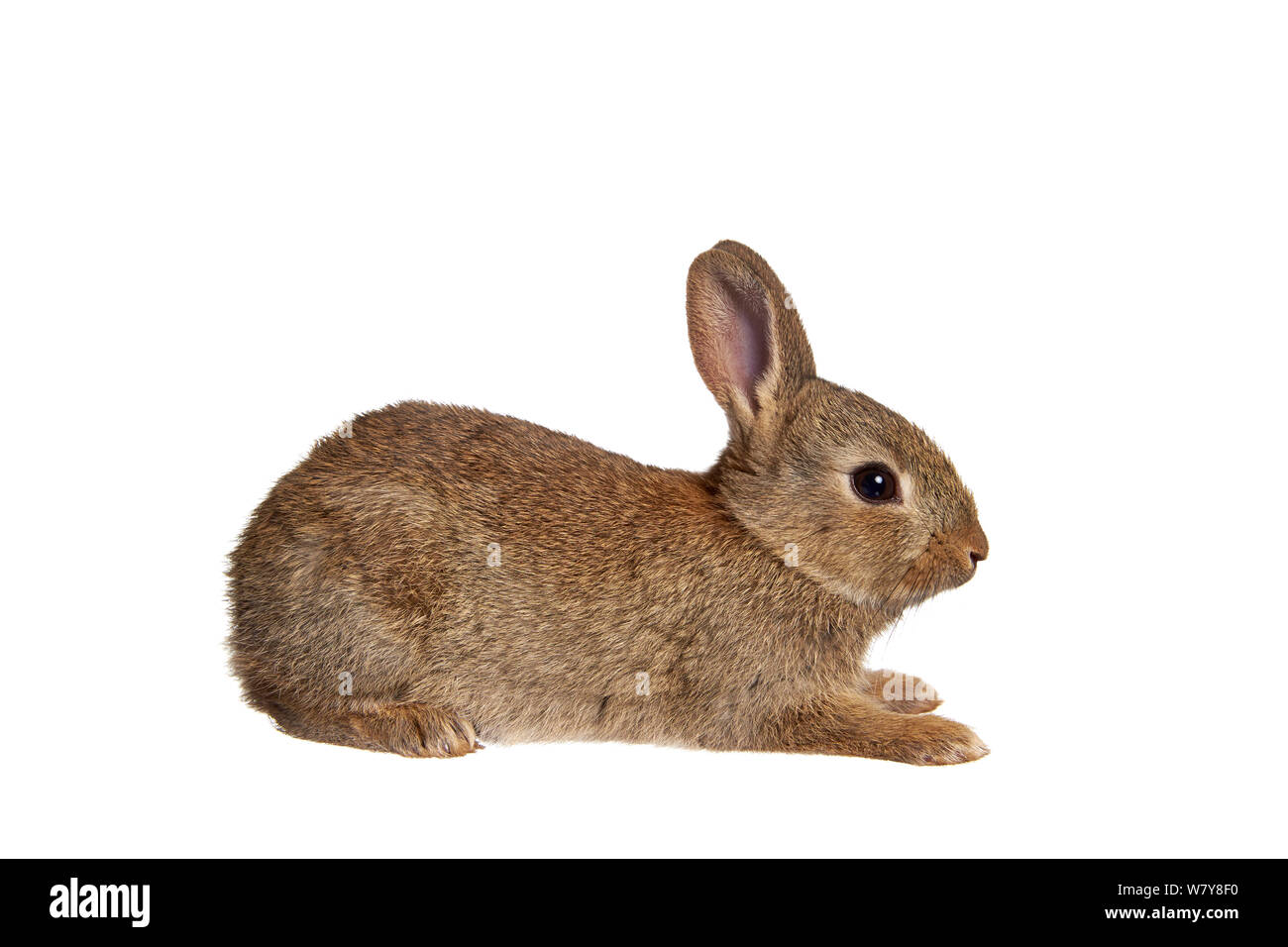 Rabbit side profile hi-res stock photography and images - Alamy