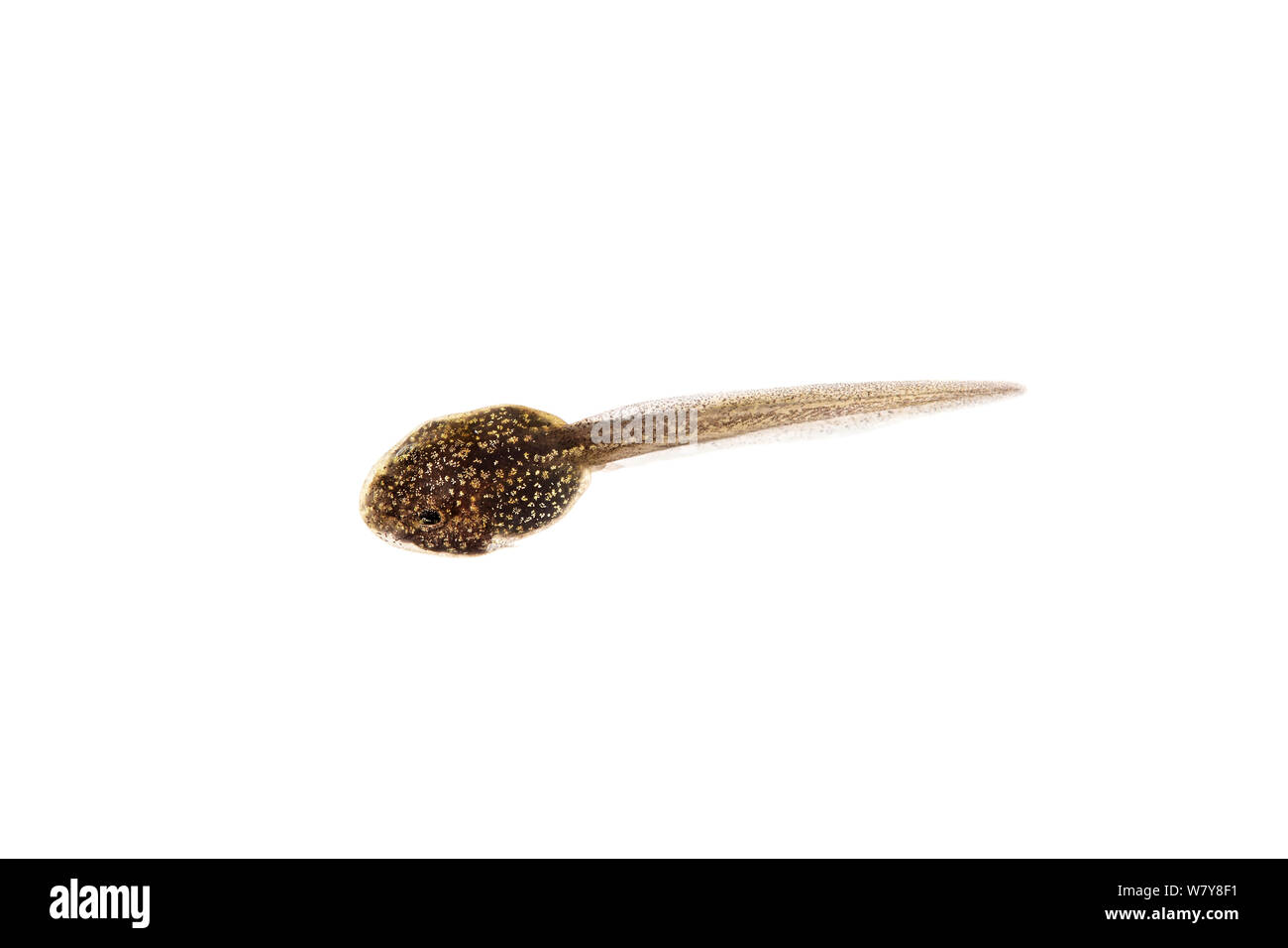 Green frog tadpoles Cut Out Stock Images & Pictures - Alamy