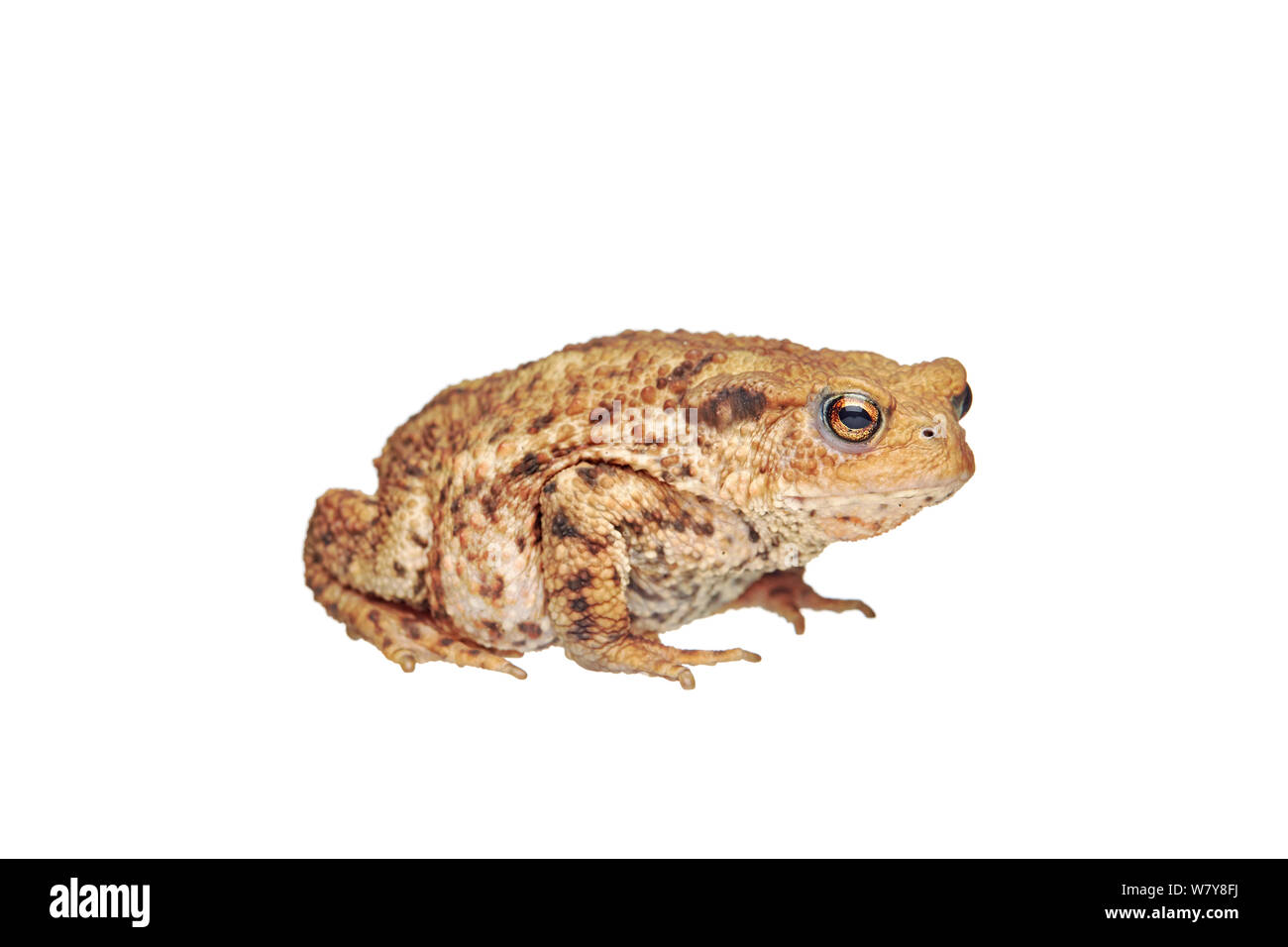 Common toad uk cutout hi-res stock photography and images - Alamy