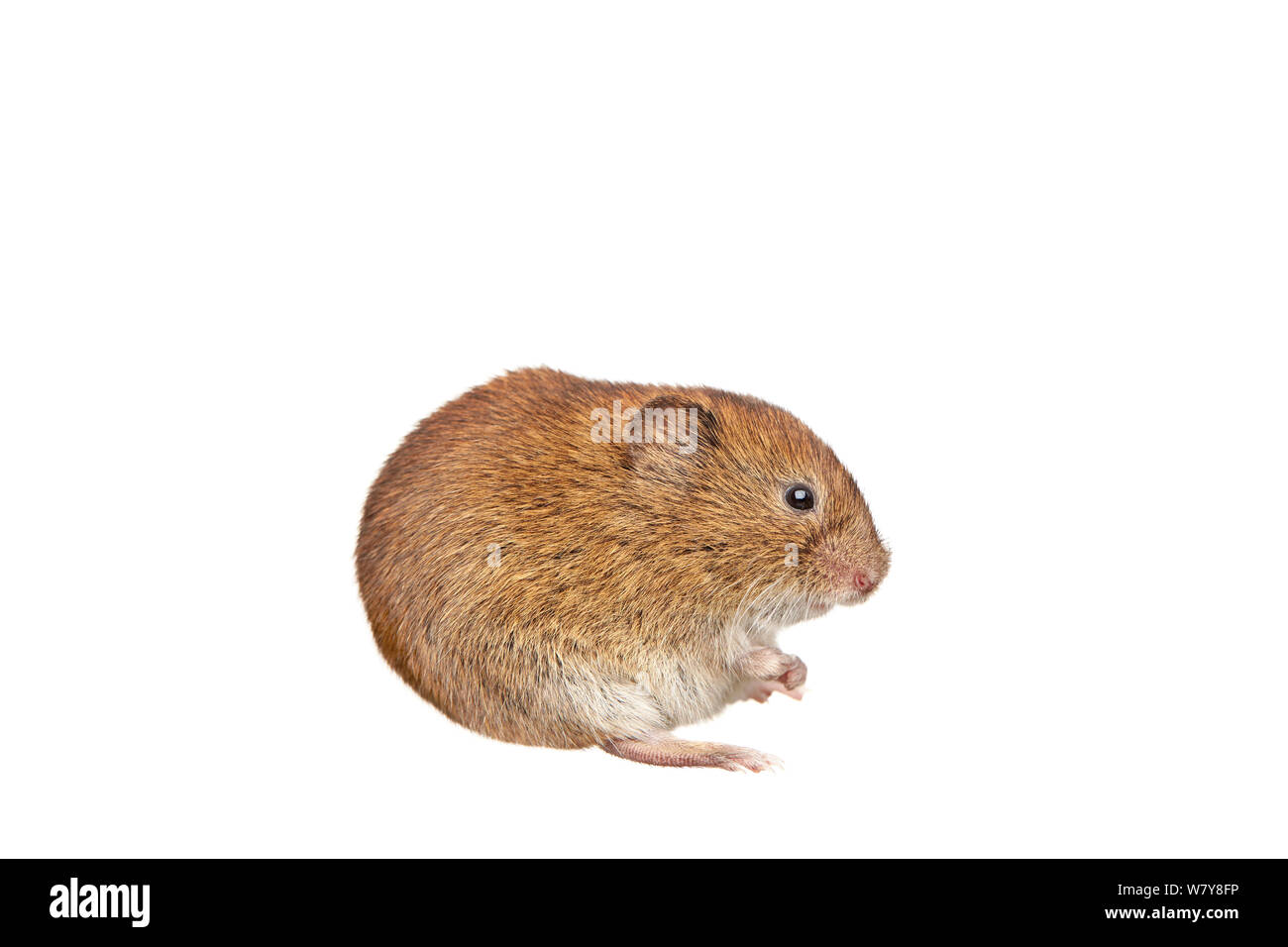Bank vole (Clethrionomys glareolus), garden in Worcestershire, UK, July ...