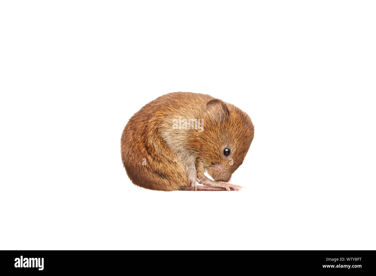 Bank vole (Clethrionomys glareolus), garden in Worcestershire, UK, July ...