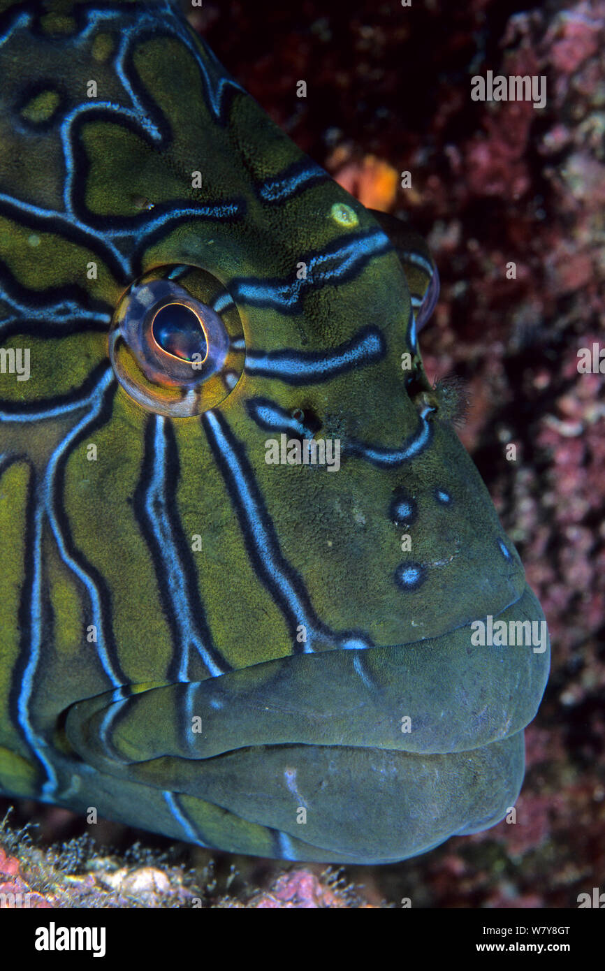 Giant hawfish hi-res stock photography and images - Alamy