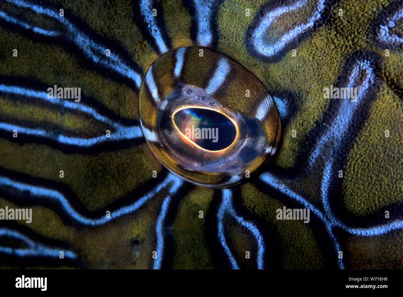 Eye of Giant hawkfish (Cirrhitus rivulatus) Sea of Cortez Baja ...
