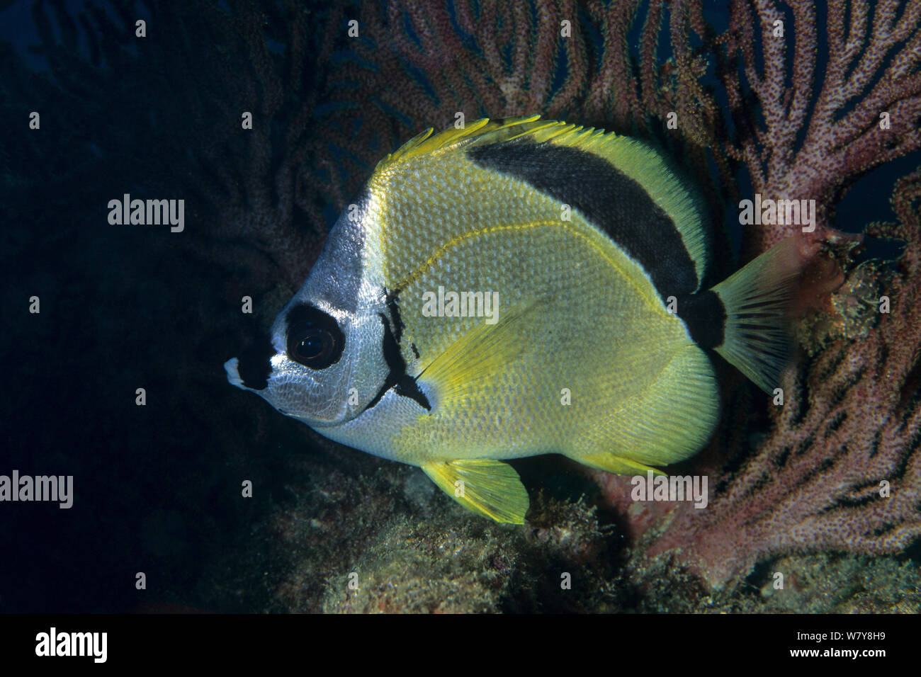 Barberfish (Johnrandallia nigrirostris) Sea of Cortez, Baja California ...