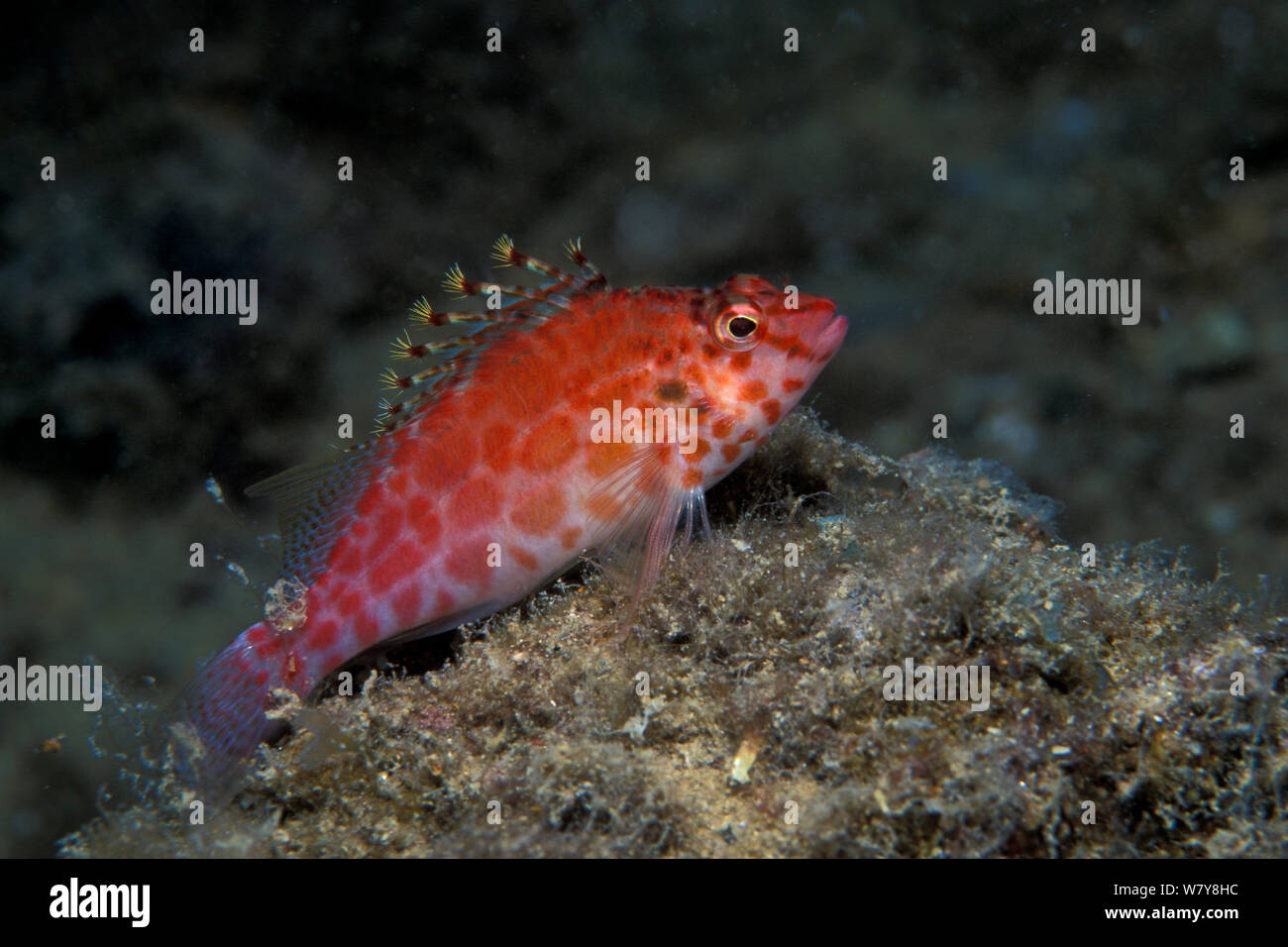 Giant hawkfish hi-res stock photography and images - Alamy