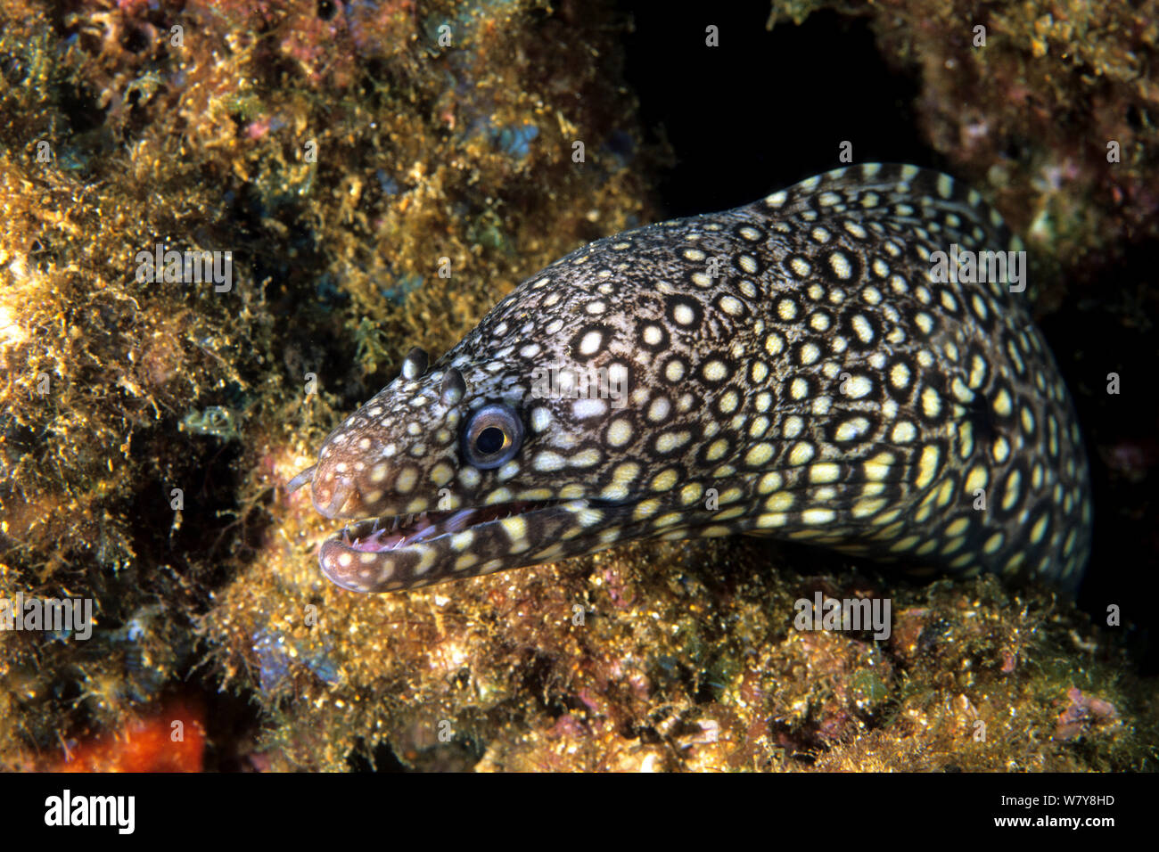 Jewel moray (Muraena lentiginosa) portrait. Sea of Cortez, Baja ...