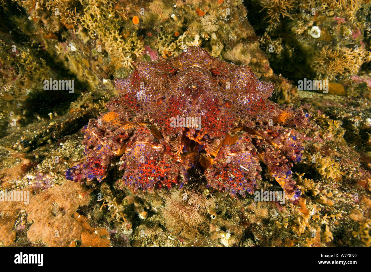Puget Sound king crab, (Lopholithodes mandtii), Alaska, United States ...