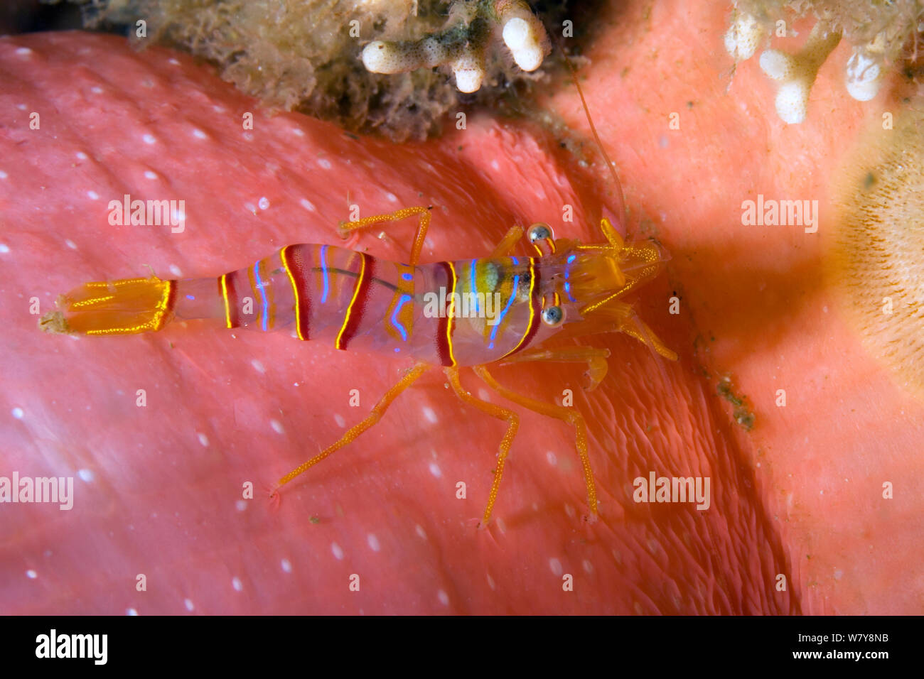 Brooding sea anemone hi-res stock photography and images - Alamy