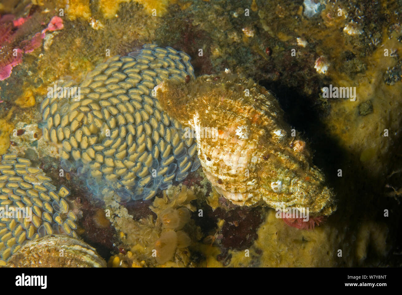 Fusitriton oregonensis hi-res stock photography and images - Alamy