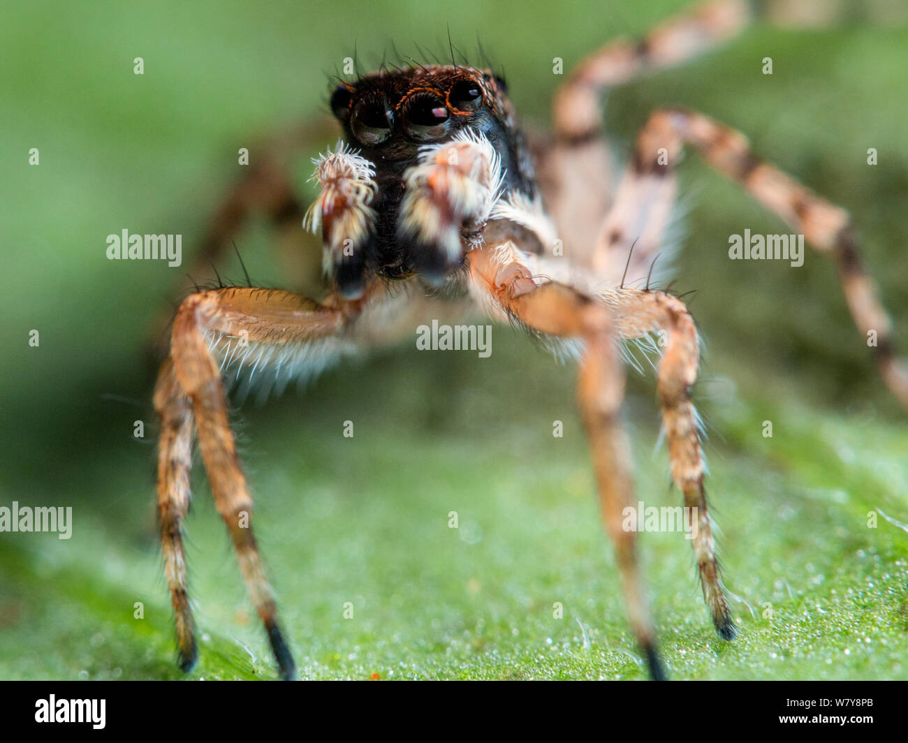 Tropical spider hi-res stock photography and images - Alamy