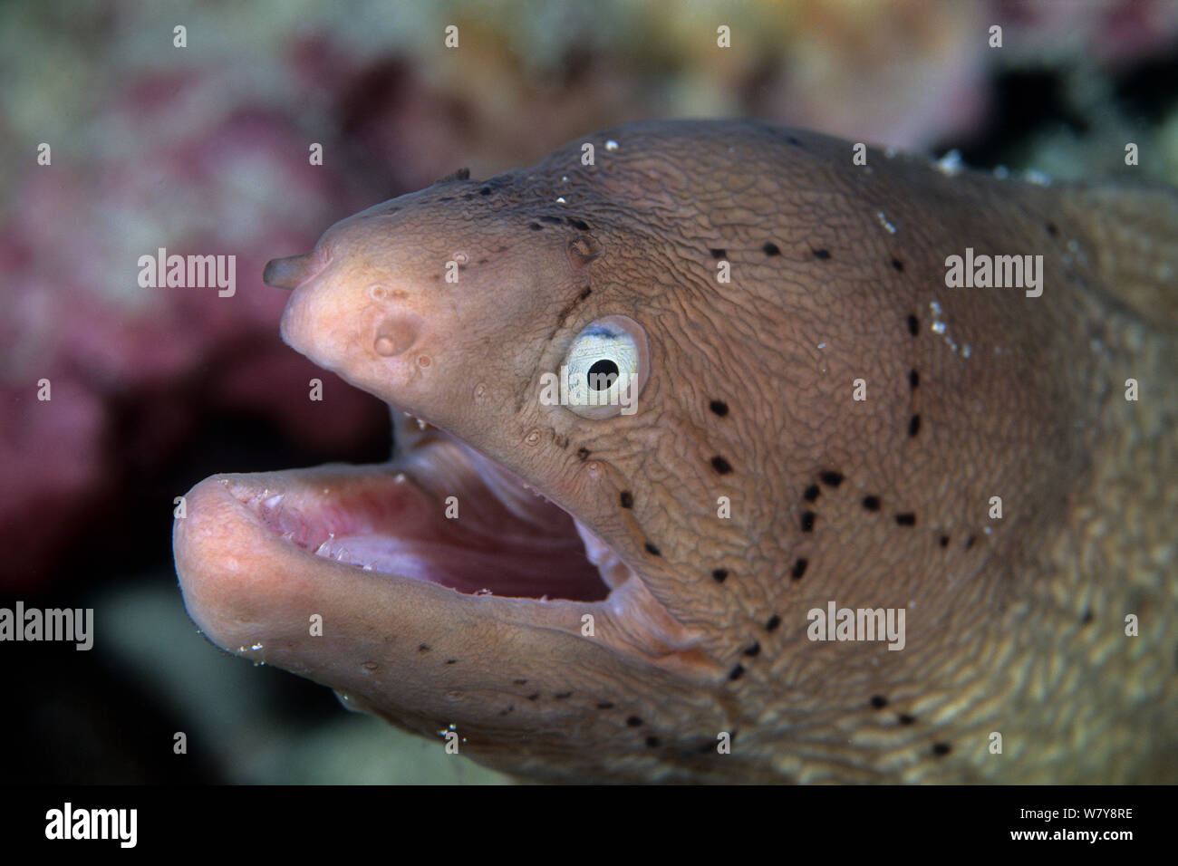 Geometric moray (Gymnothorax griseus), Aldabra Atoll, Natural World ...