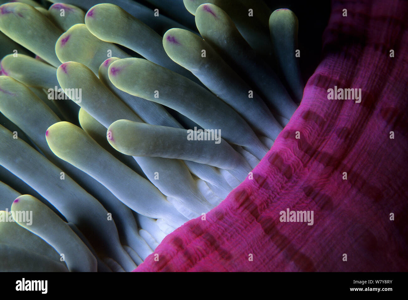 Magnificent sea anemone (Heteractis magnifica), Aldabra Atoll, Natural ...