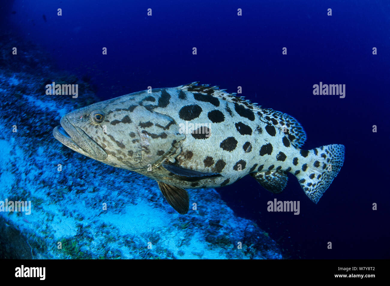 Potato cod grouper (Epinephelus tukula), Aldabra Atoll, Natural World ...