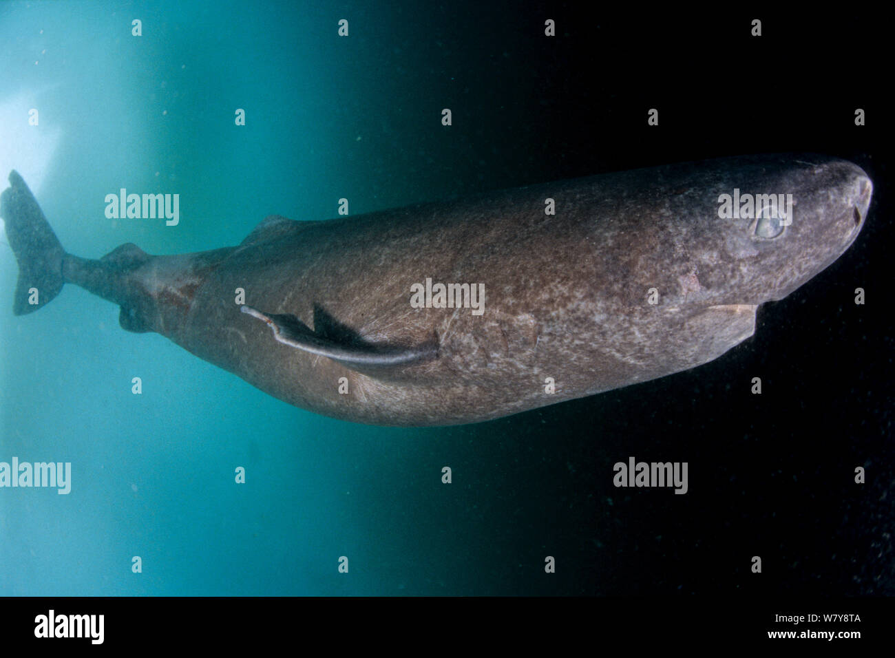 Pacific Sleeper Shark Teeth