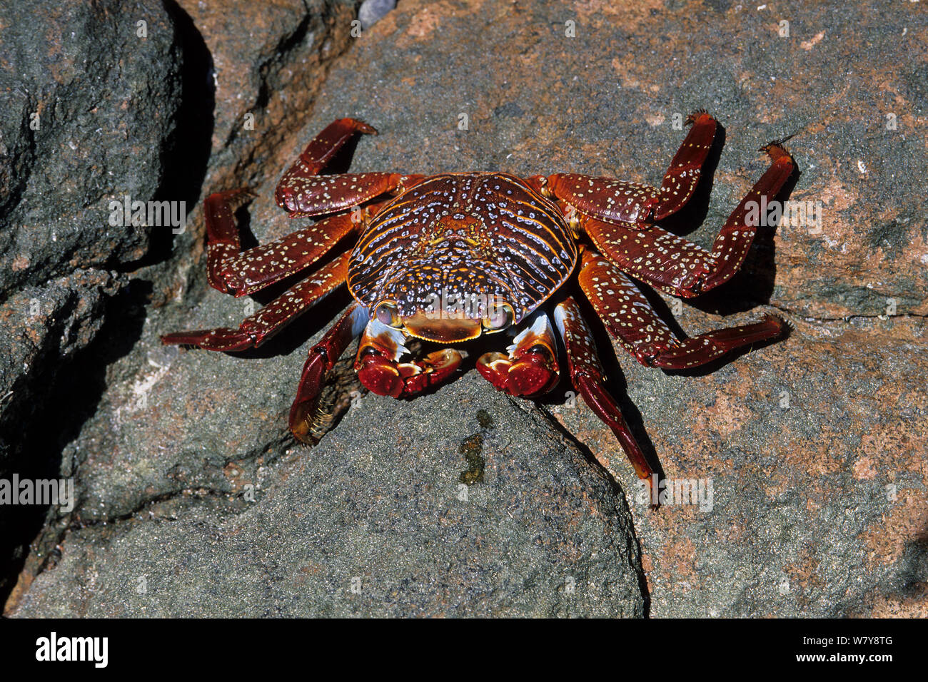 Red rock crab (Grapsus grapsus), Los Islotes, Sea of Cortez, Baja ...