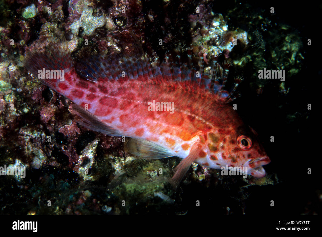 Coral hawkfish (Cirrhitichthys oxycephalus), Sea of Cortez, Baja ...