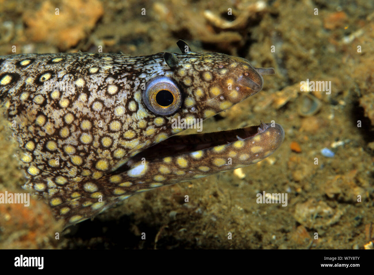 Jewel moray, Muraena lentiginosa, Sea of Cortez, Baja California ...