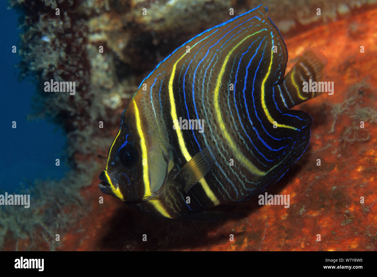 Cortez angelfish (Pomacanthus zonipectus), Sea of Cortez, Baja ...