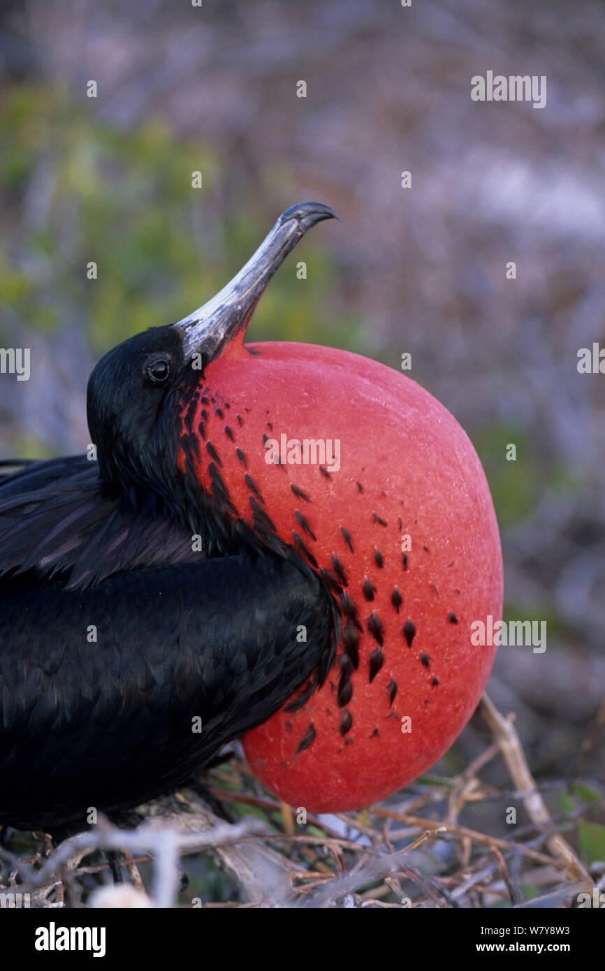 Great frigatebird (Frigata minor), male with inflated gular sac ...