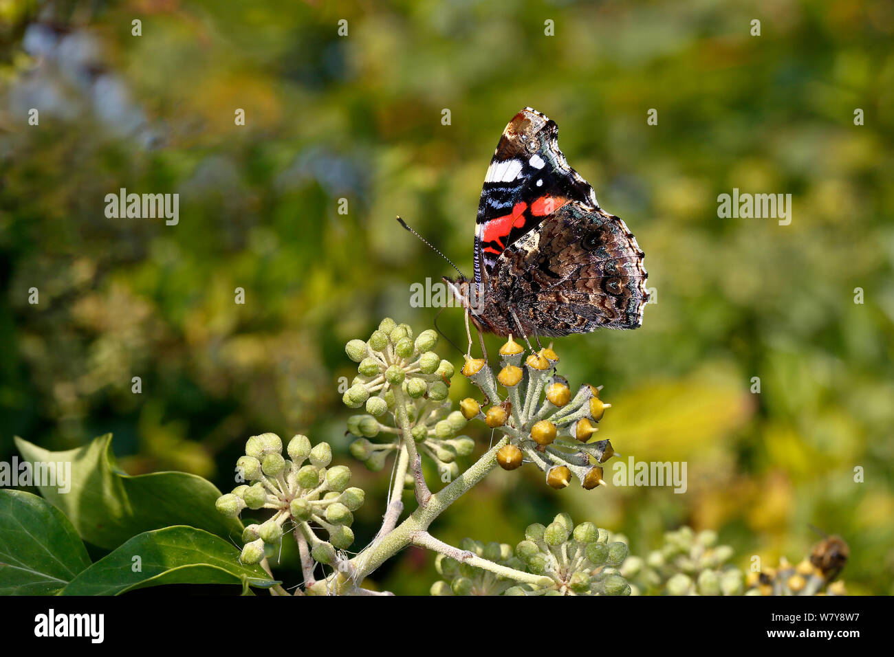 Hedera helix canariensis hi-res stock photography and images - Alamy