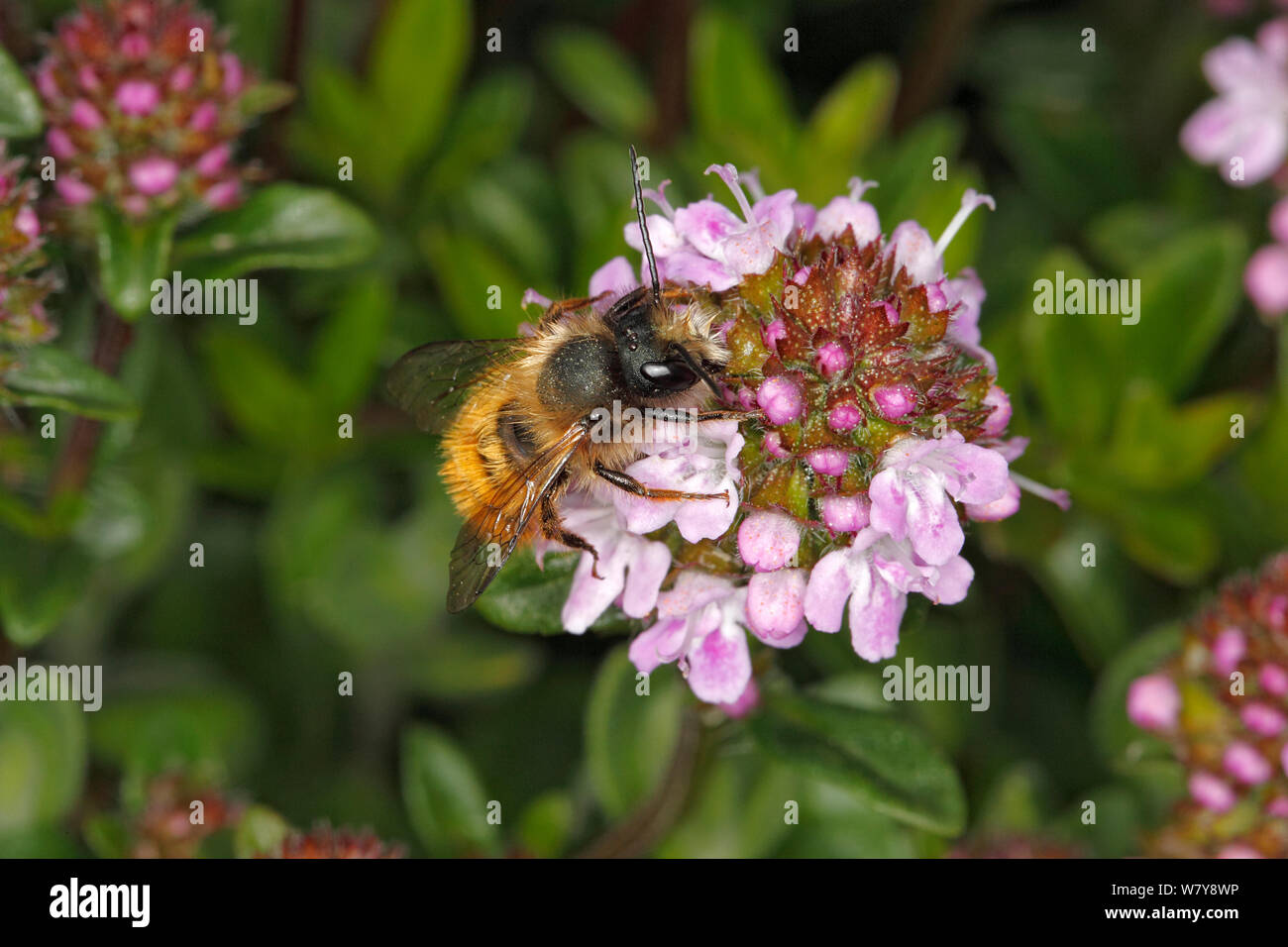 Red thyme thymus sp hi-res stock photography and images - Alamy