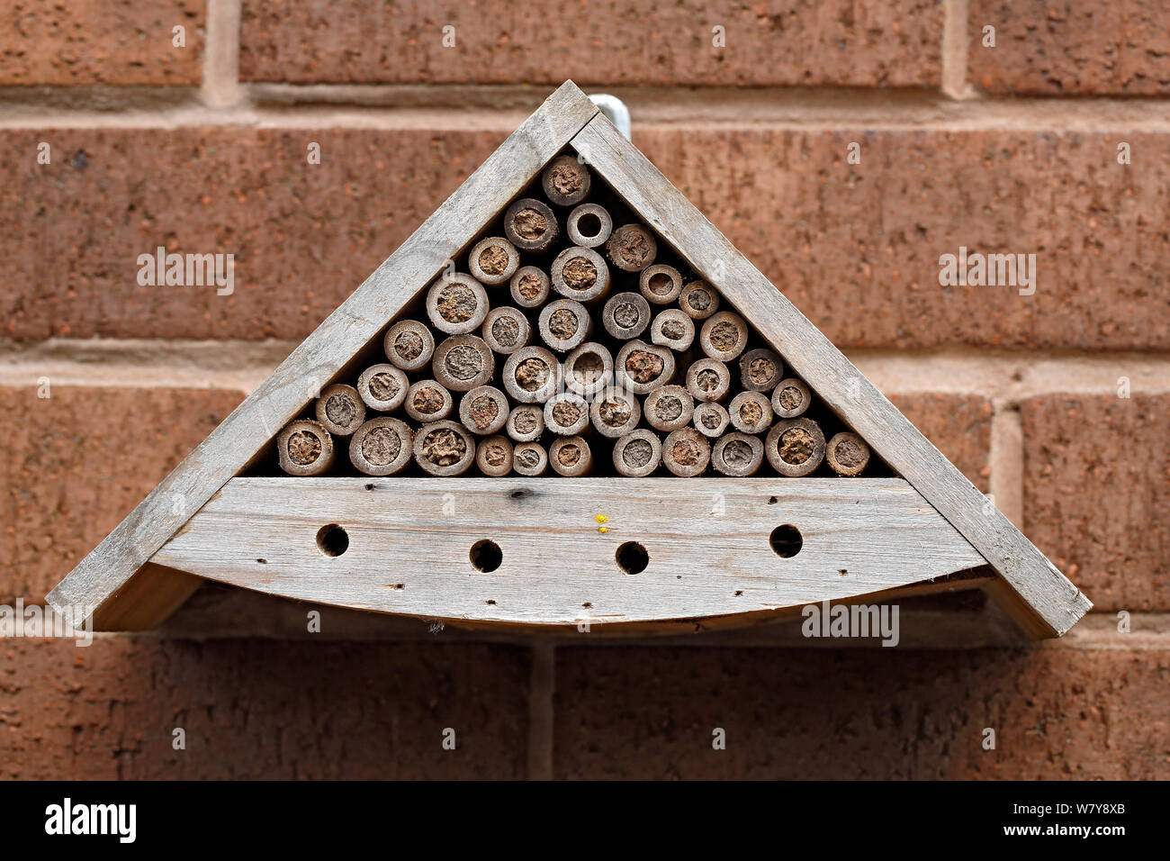 Insect nest box on wall, occupied by Red mason bees (Osmia bicornis ...