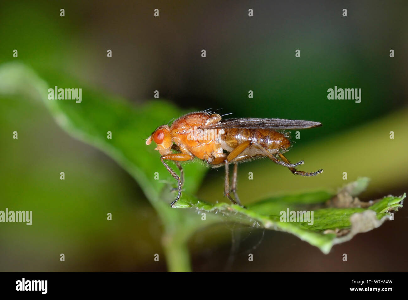 Dryomyzid fly (Dryomyza anilis) on leaf in woodland, Gloucestershire ...