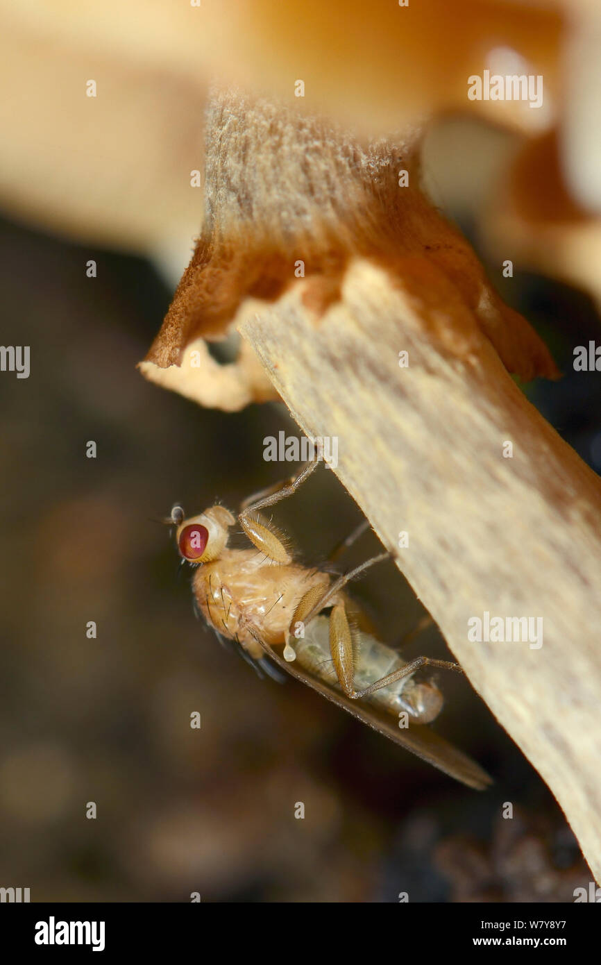 Heleomyzid fly (Suillia atricornis) standing on the stem of a toadstool ...
