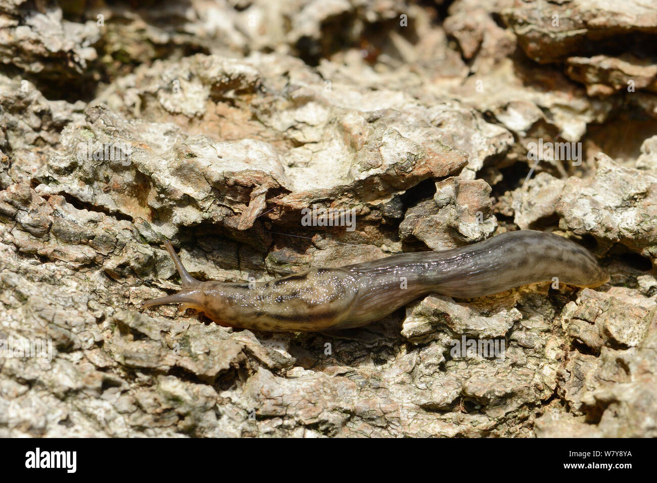Great grey slug (Limax maximus) crawling over bark at the base of an ...