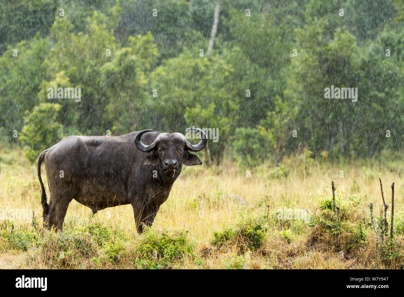 Buffalo in rain hi-res stock photography and images - Alamy