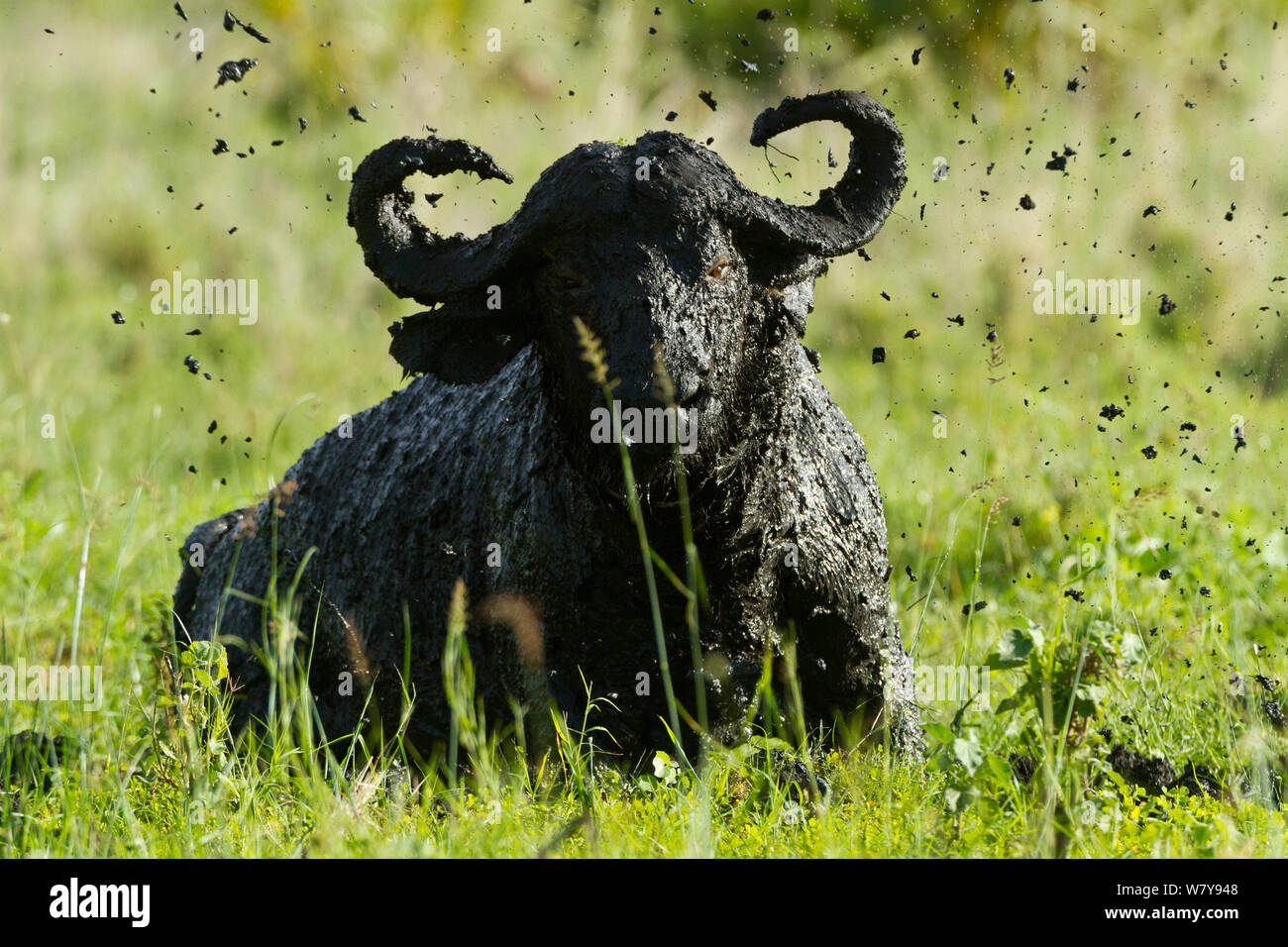 Male African buffalo (Syncerus caffer) having a mud bath, flinging mud ...