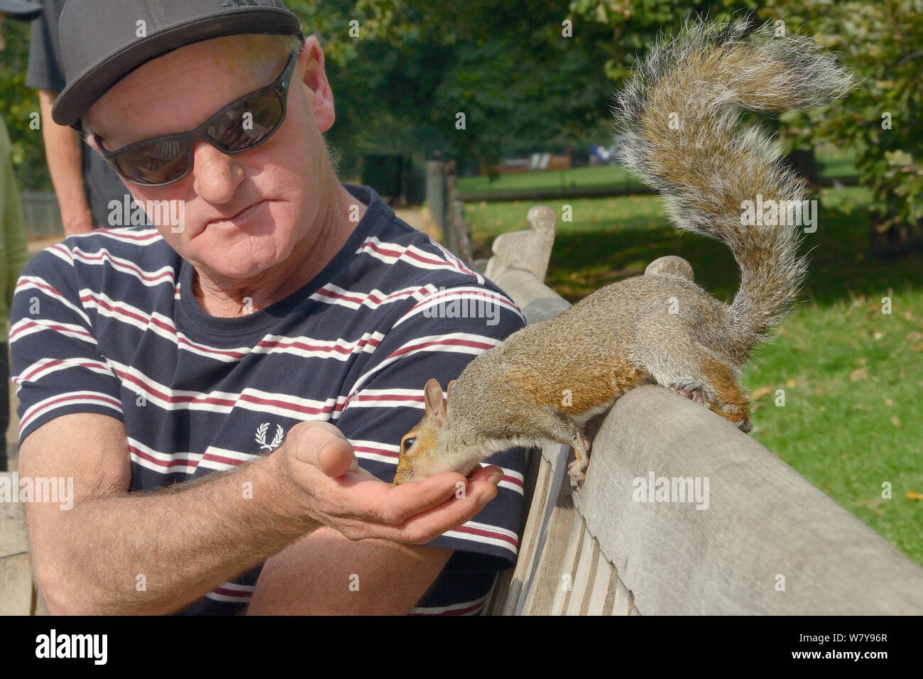 Man feeding Grey squirrel (Sciurus carolinensis) by hand on park bench ...
