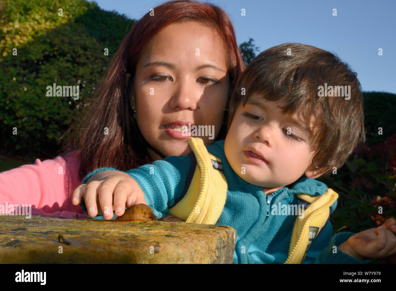 Large black slug hi-res stock photography and images - Alamy