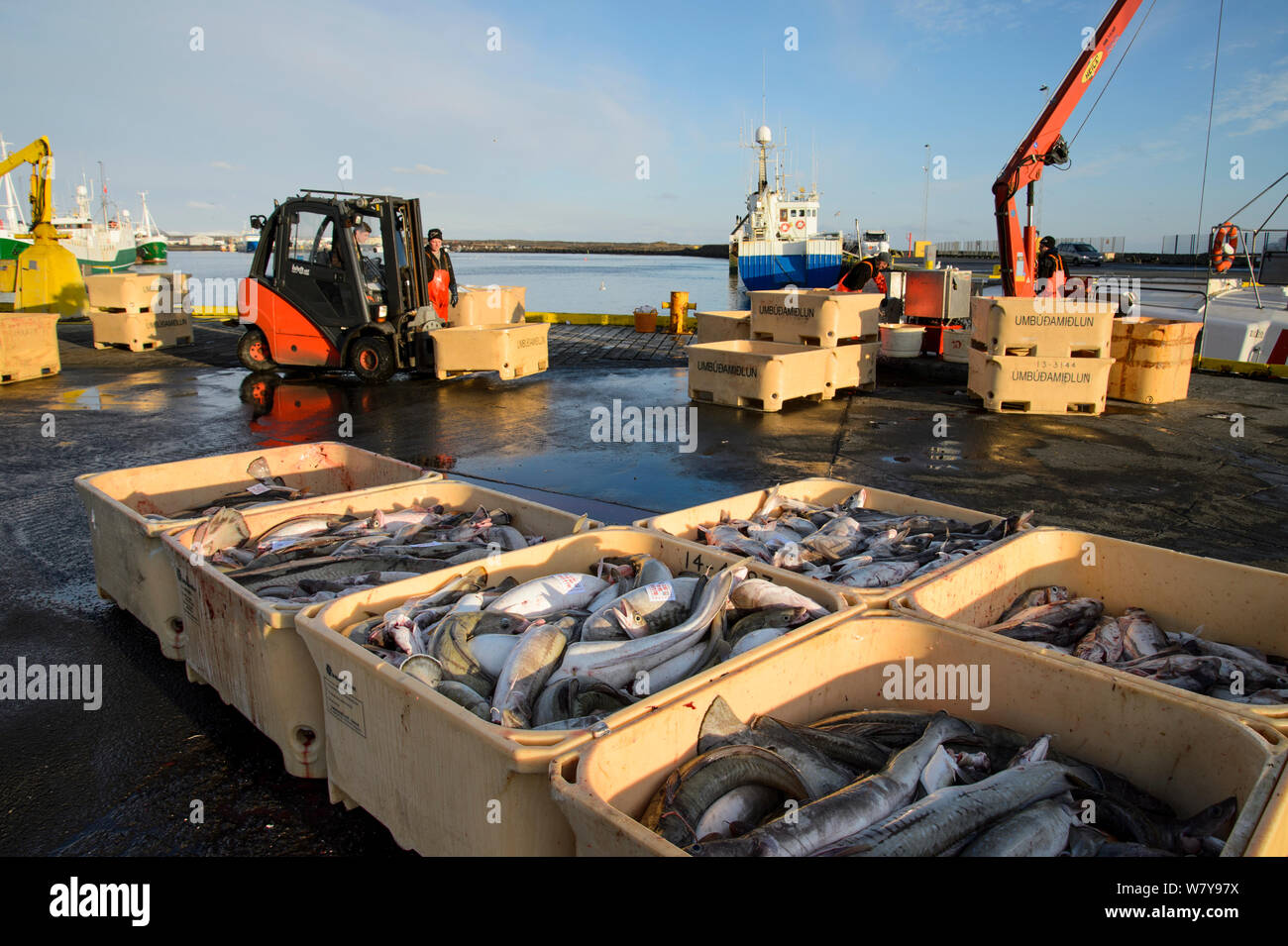 Crates of Cod (Gadus morhua) on Grindavik harbour, caught by commercial ...