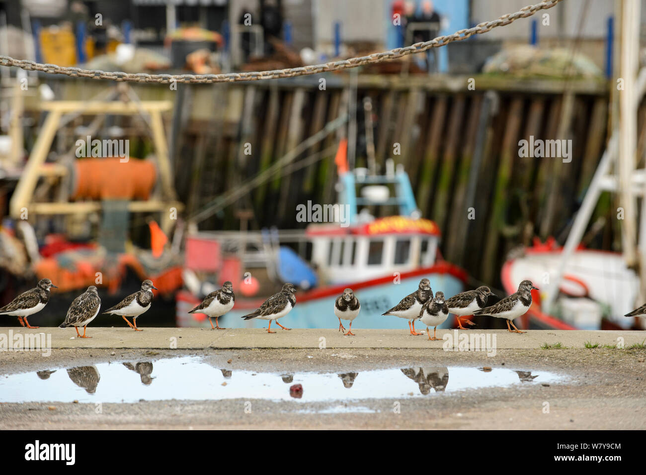 Whitstable harbour birds hi-res stock photography and images - Alamy