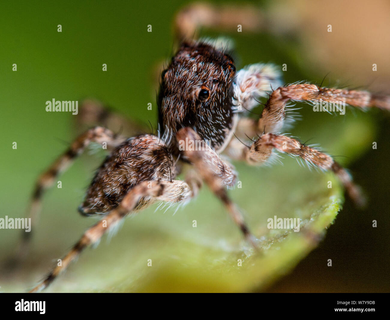 Native jumping spider hi-res stock photography and images - Alamy