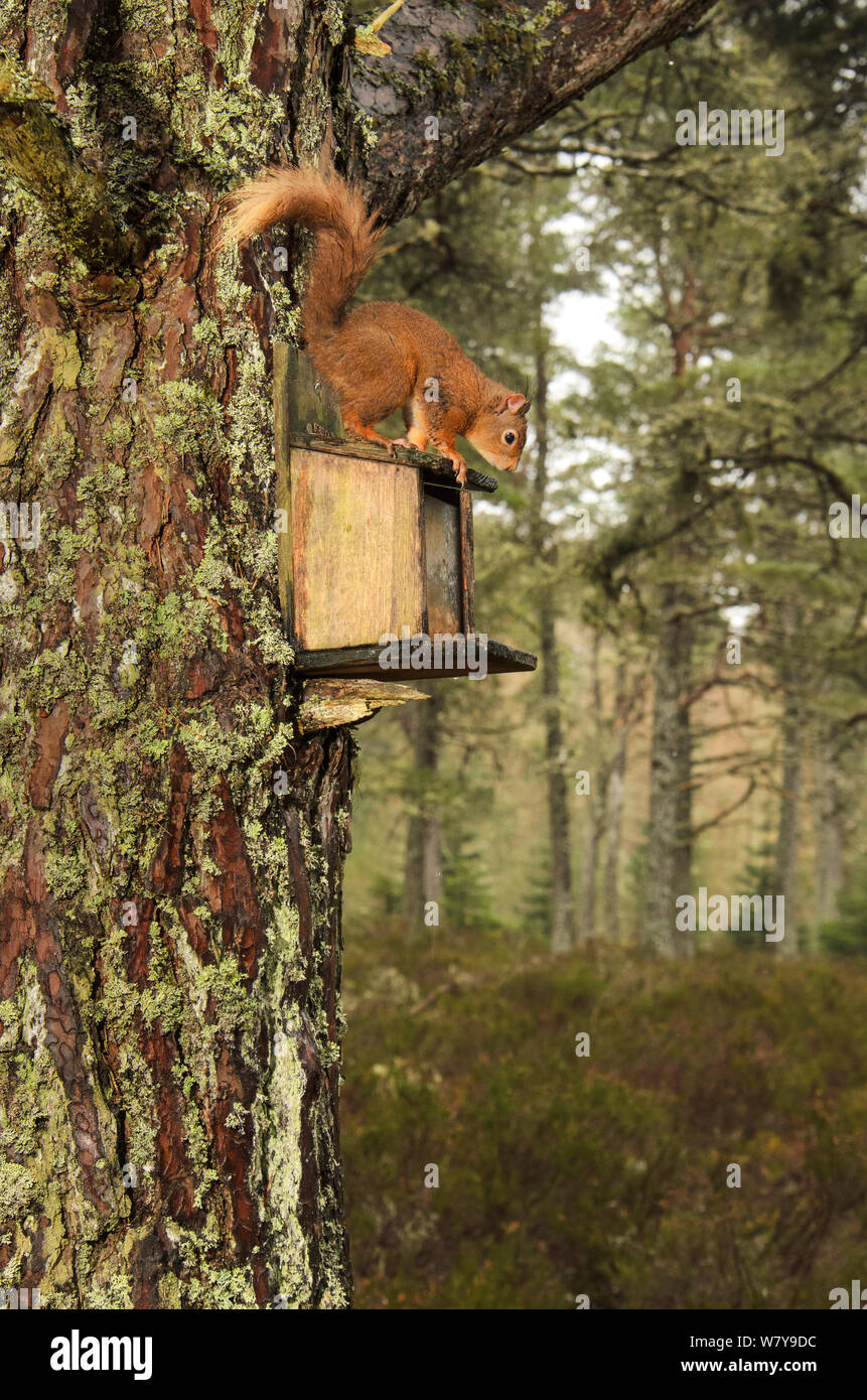Red squirrel (Sciurus vulgaris) on squirrel feeding box, Black Isle ...