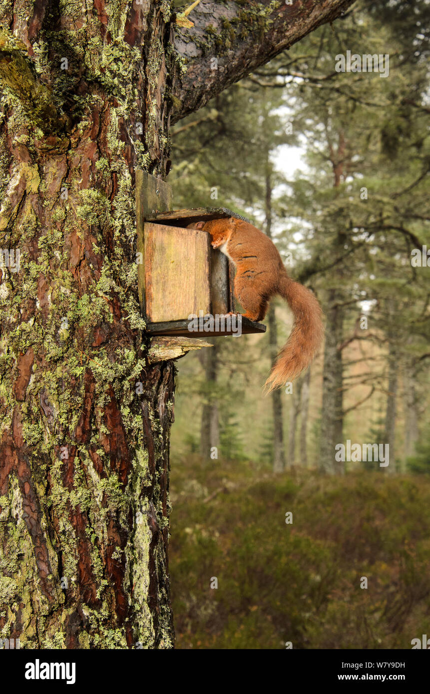 Red squirrel (Sciurus vulgaris) looking in squirrel feeding box, Black ...