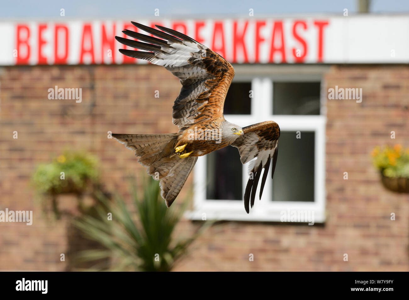 Red kite chilterns hi-res stock photography and images - Alamy