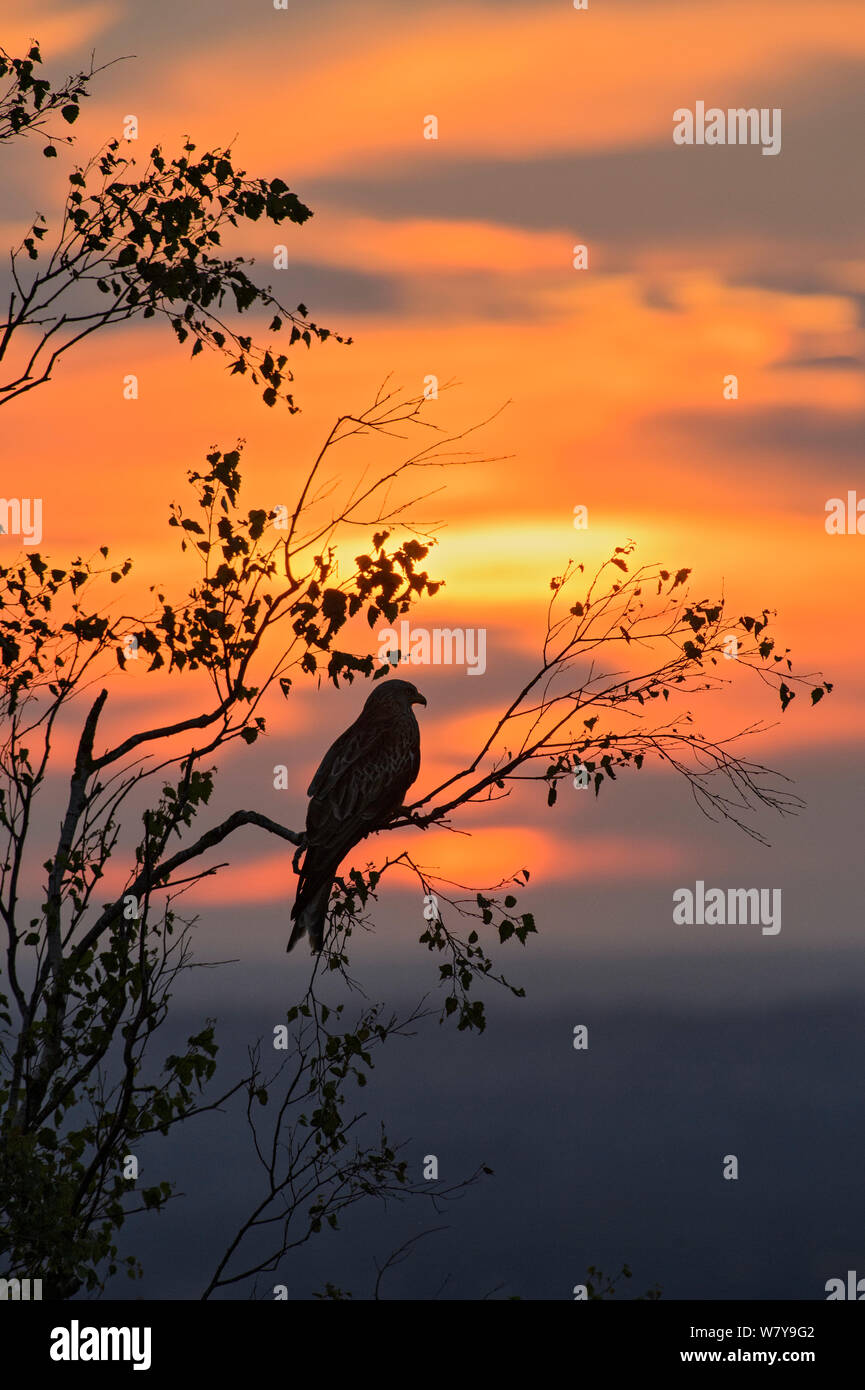 Red kite milvus milvus perched hi-res stock photography and images - Alamy