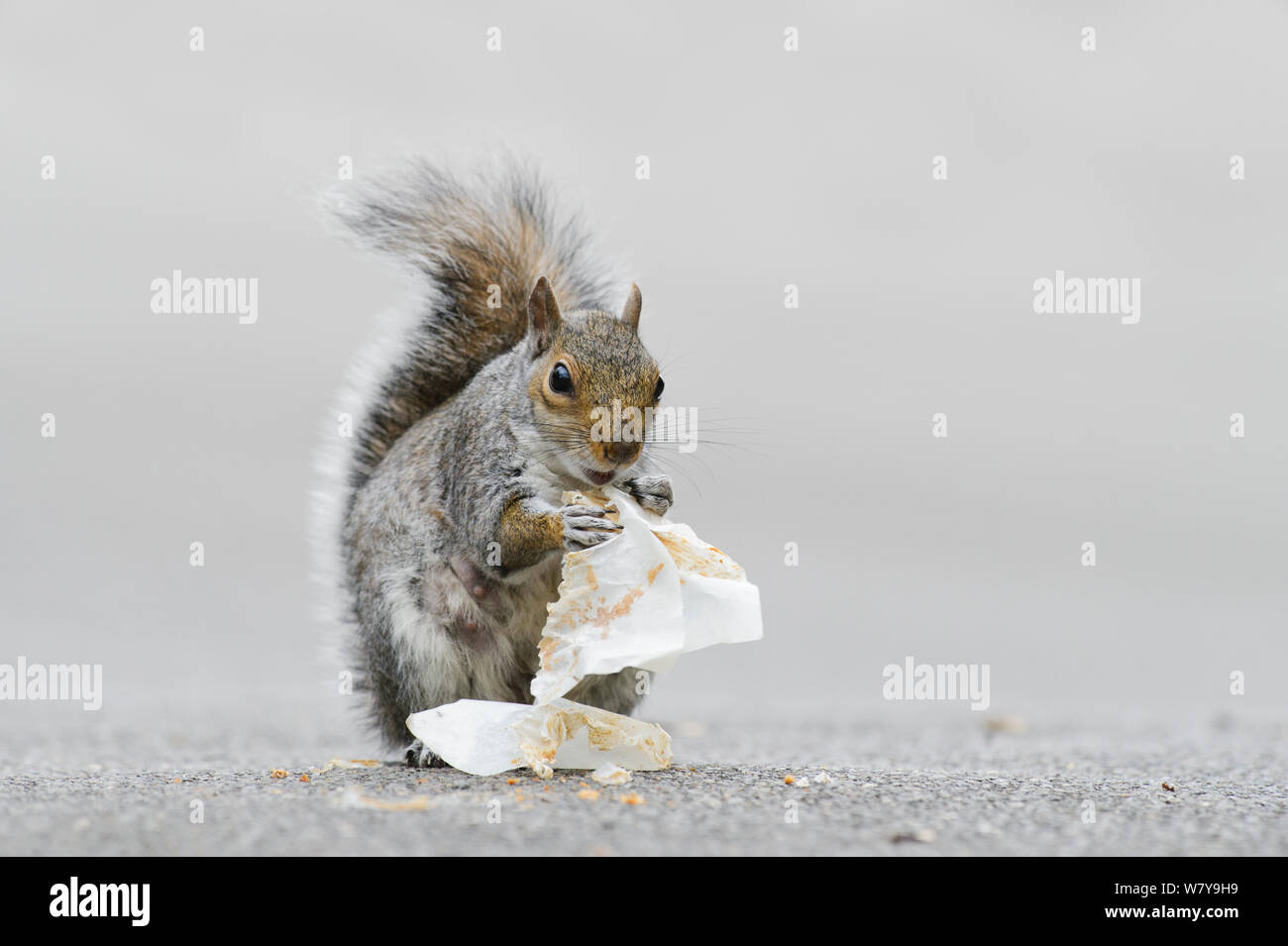 Animal eating cake hi-res stock photography and images - Alamy